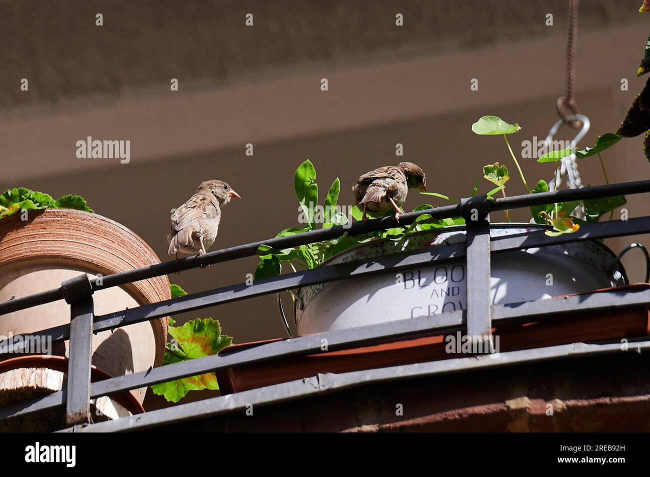 Berlin, Germany. 25th July, 2023. Two young house sparrows sit on a ...