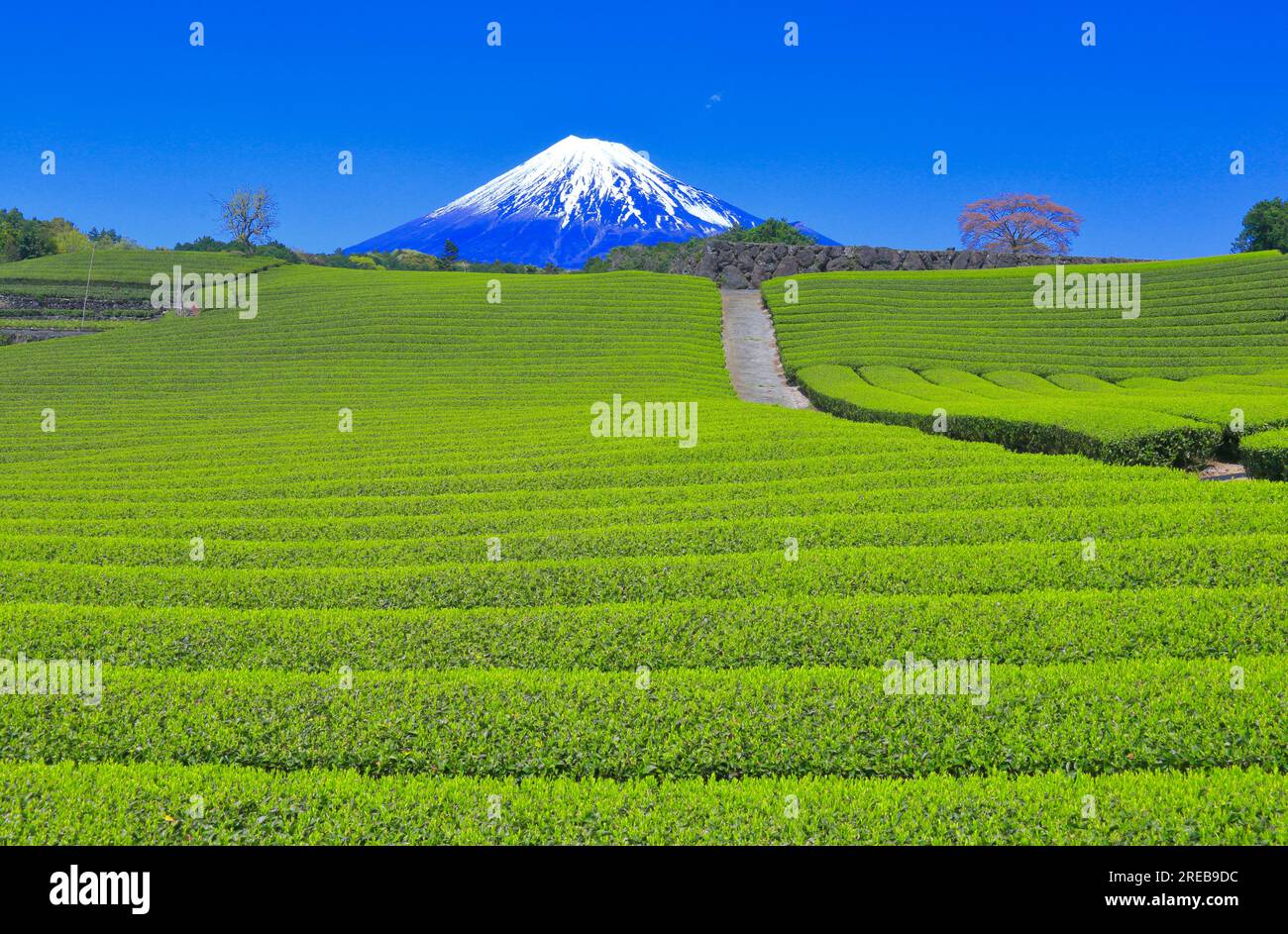 Fuji and Tea Field Stock Photo - Alamy