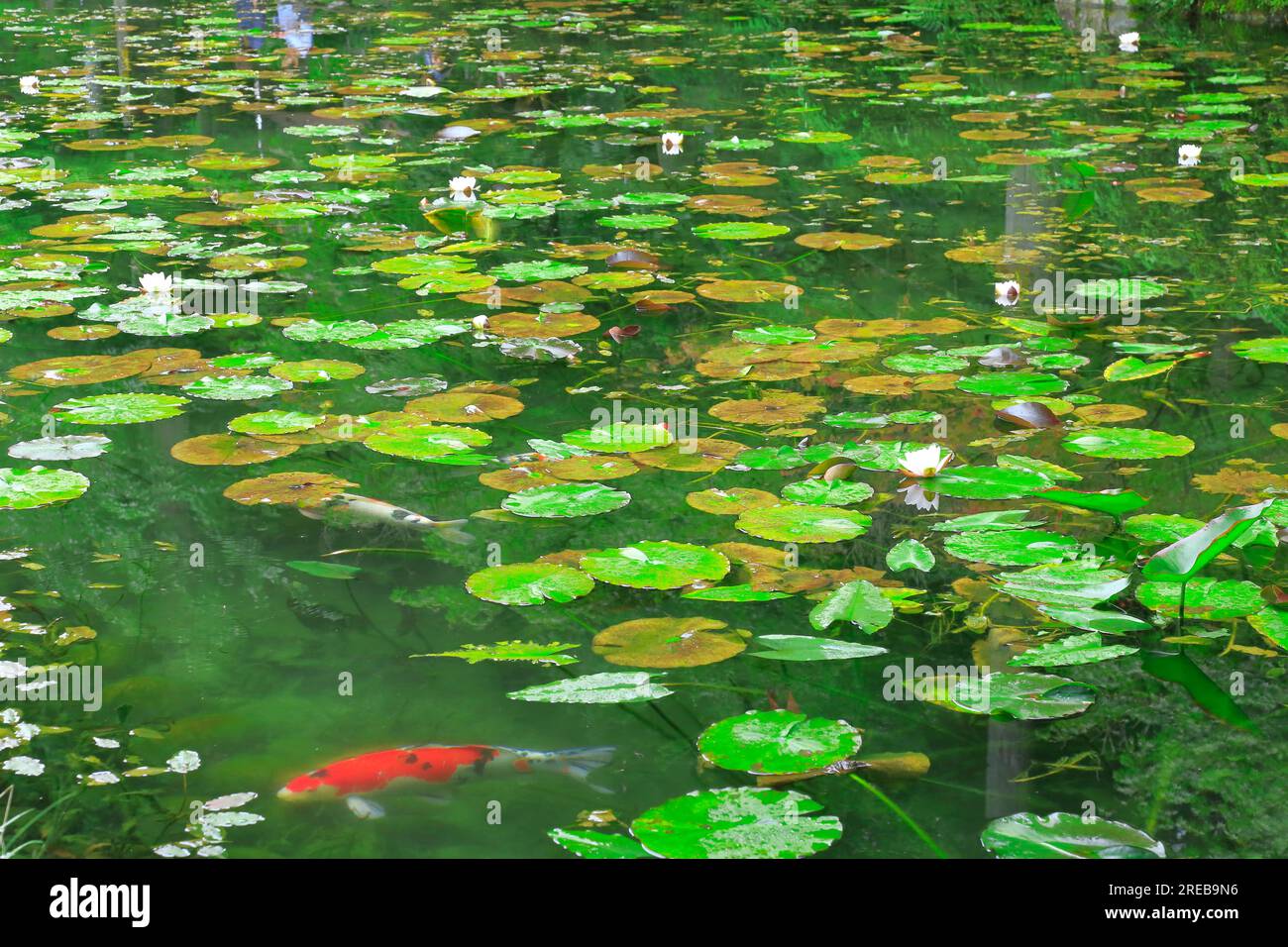 Claude monets landscape hi-res stock photography and images - Alamy