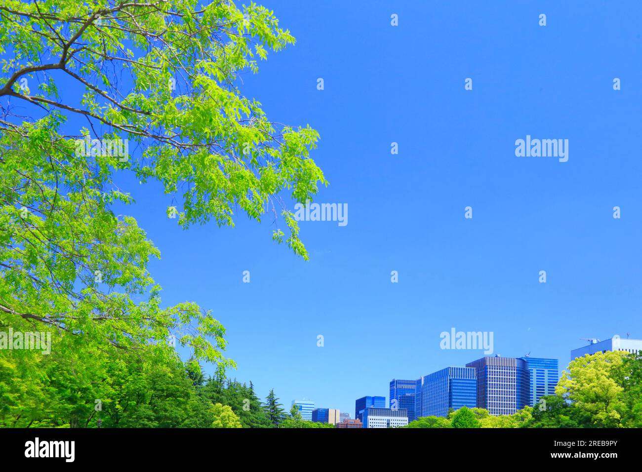 Fresh green and buildings in Marunouchi Stock Photo - Alamy