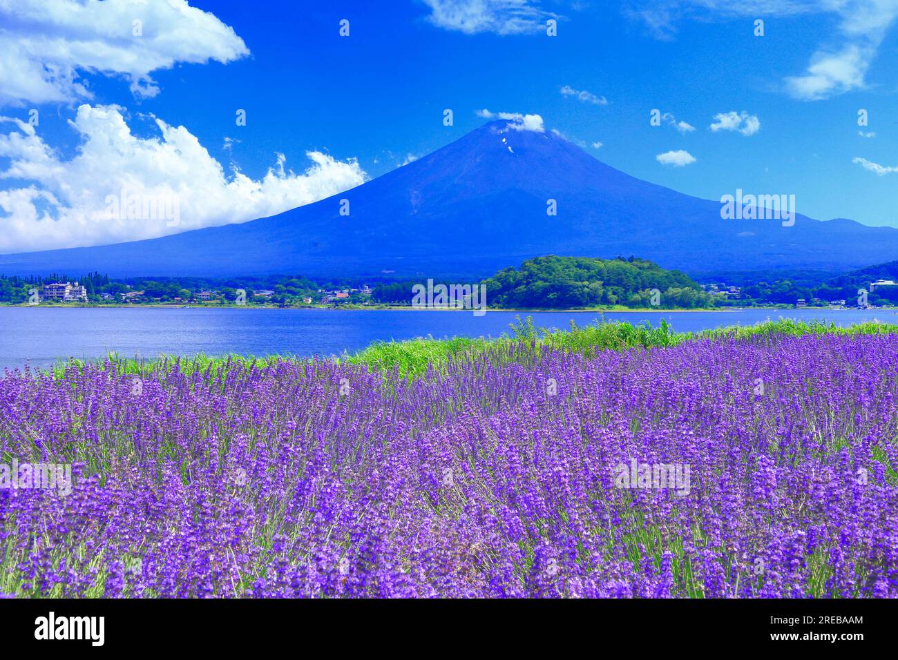 Fuji and Lavender Stock Photo - Alamy