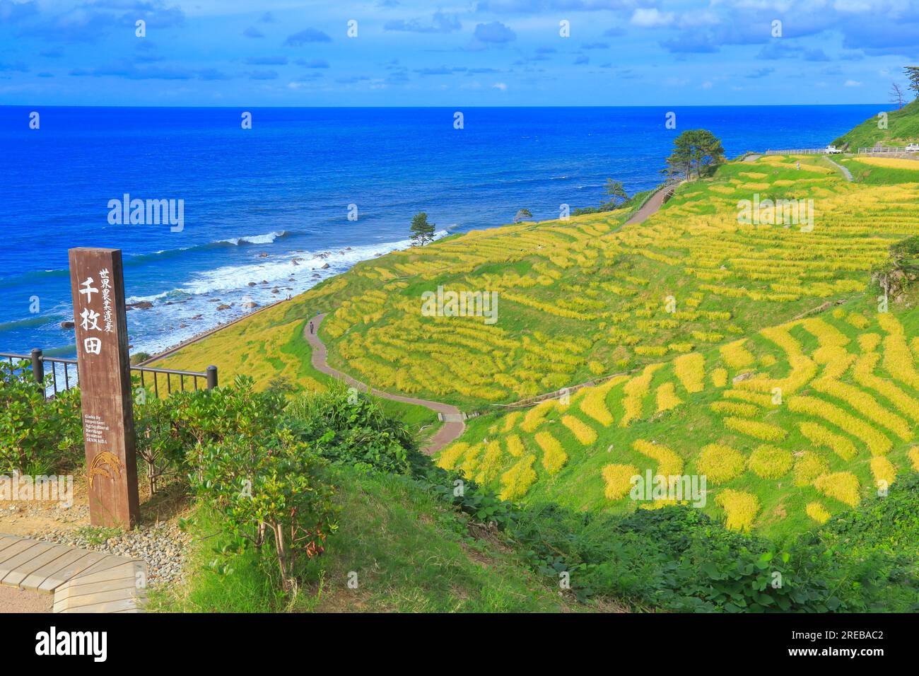 Autumn of white rice thousand Hirata Stock Photo - Alamy