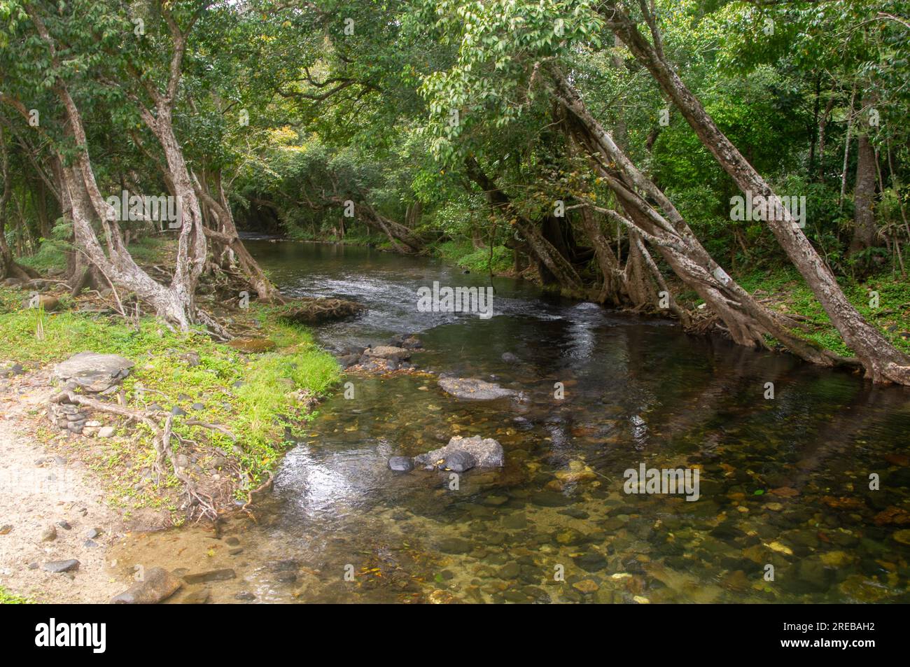 Little Mulgrave River, Peaceful Tree lined river scene, Cairns ...