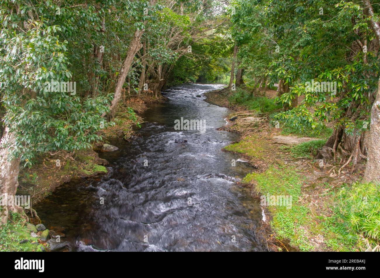 Little Mulgrave River, Peaceful Tree lined river scene, Cairns ...