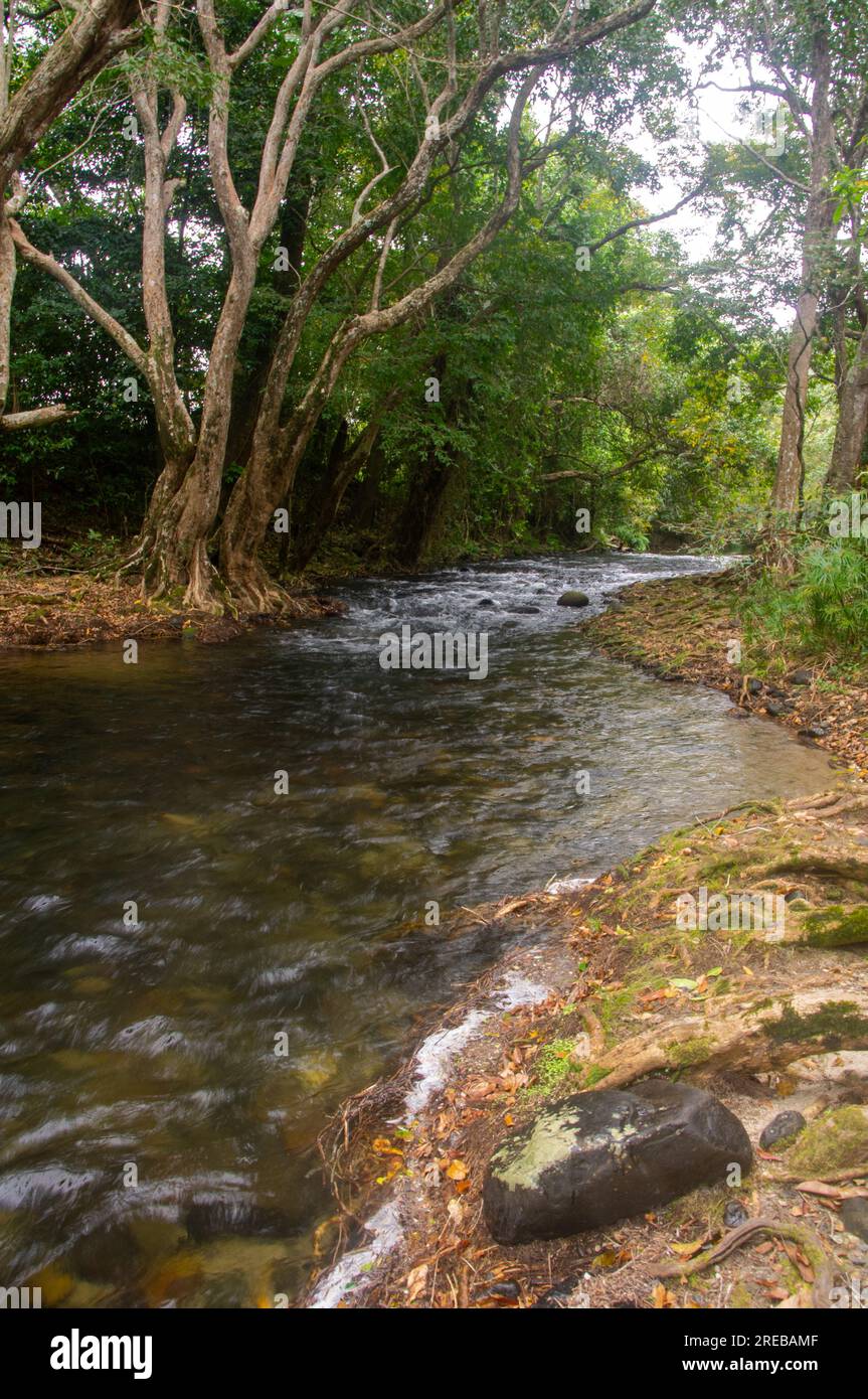 Little Mulgrave River, Peaceful Tree lined river scene, Cairns ...
