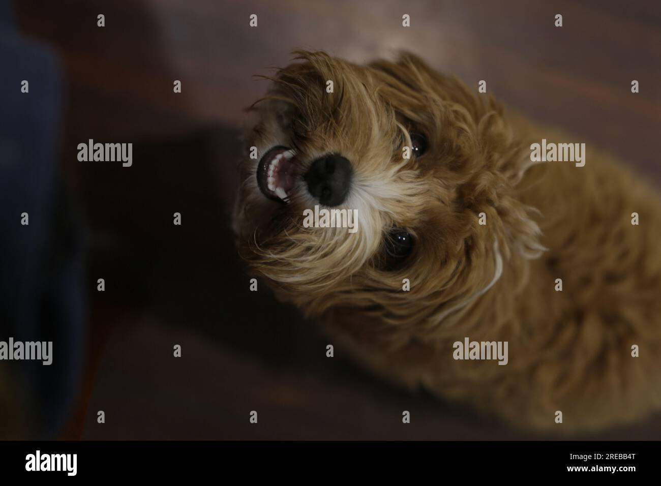 portrait of Golden Brown Cavoodle dog with white beard smiling Stock ...