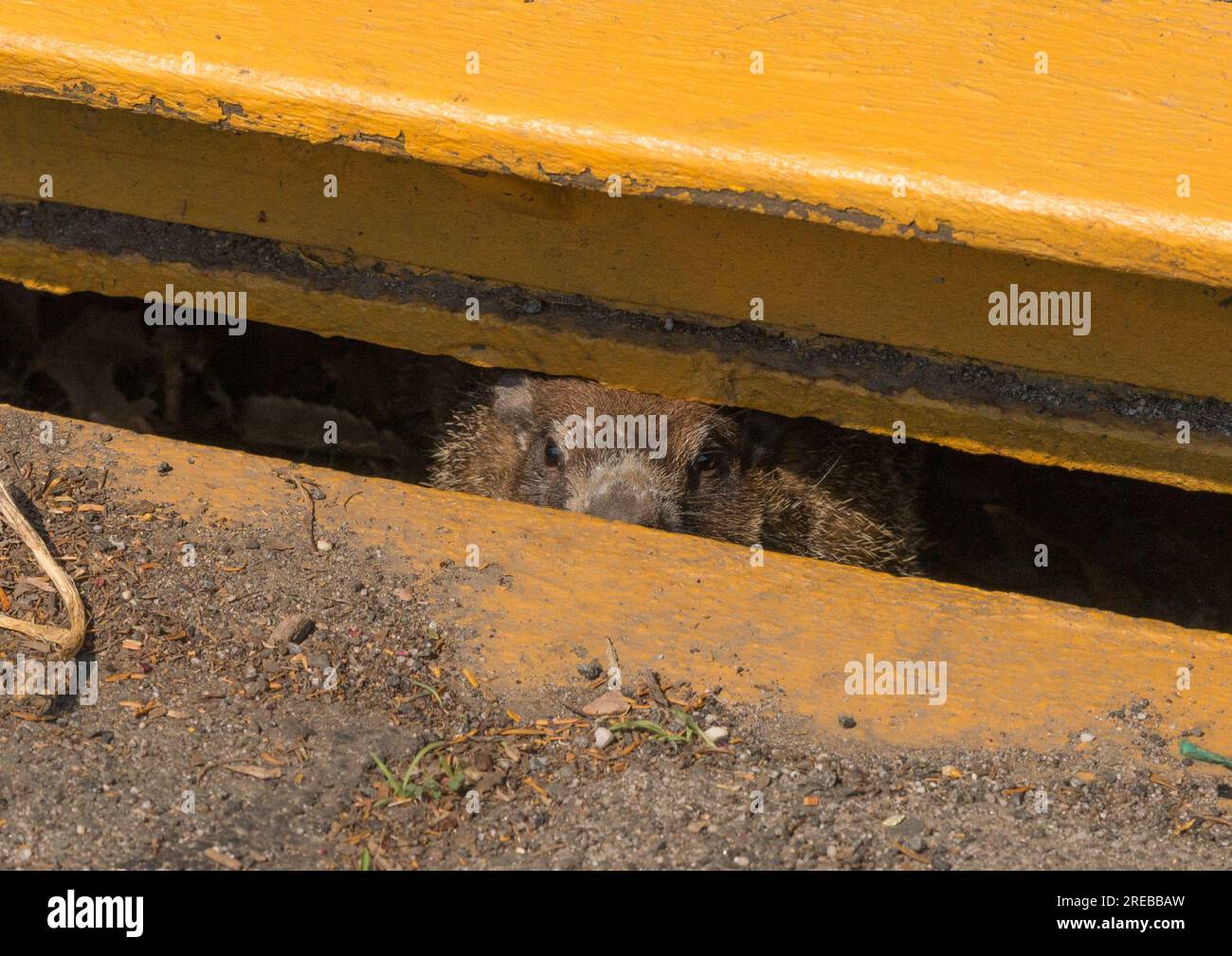 Yellow Rat Bastard Cheese Girl
