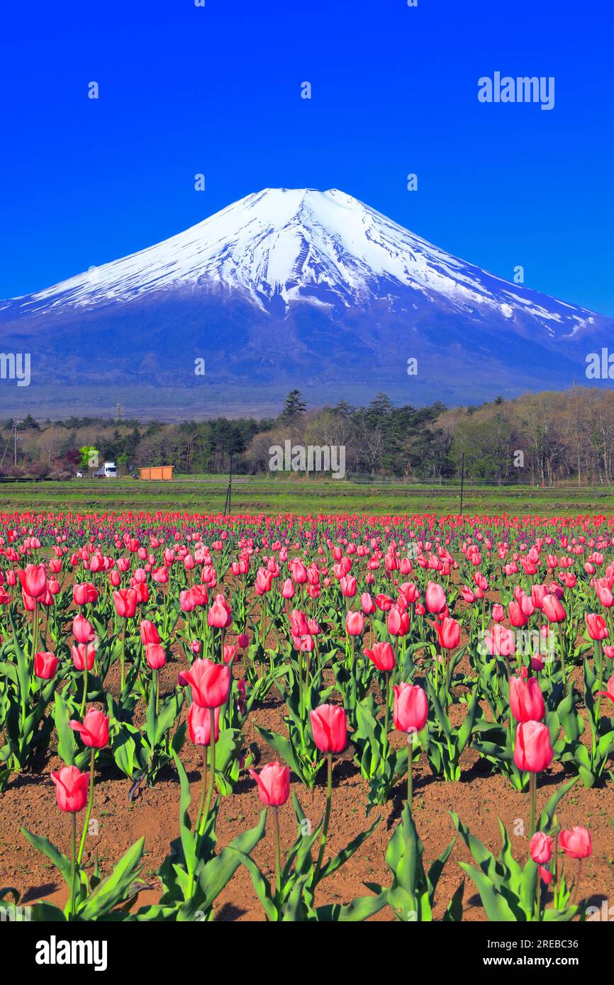 Hananomiyakokouen hi-res stock photography and images - Alamy