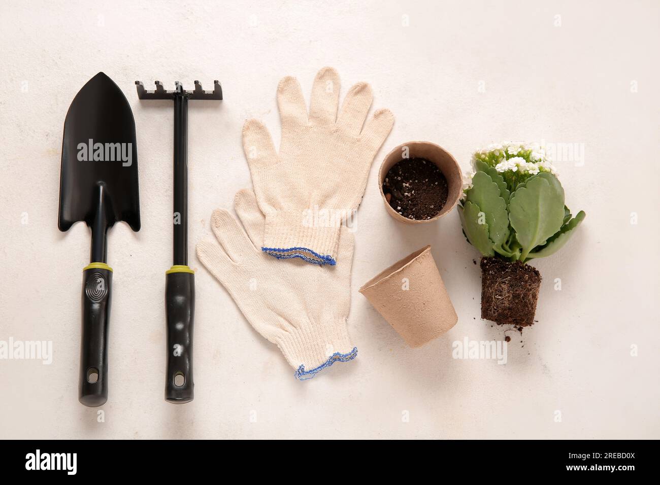 Different gardening tools and plant on light background Stock Photo - Alamy