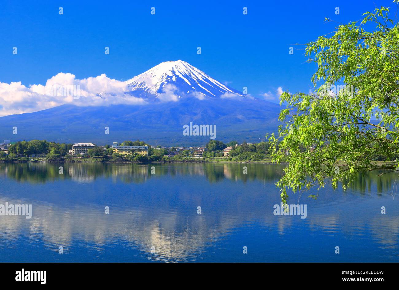 Fresh Green Mt. Fuji and Lake Kawaguchi Stock Photo - Alamy