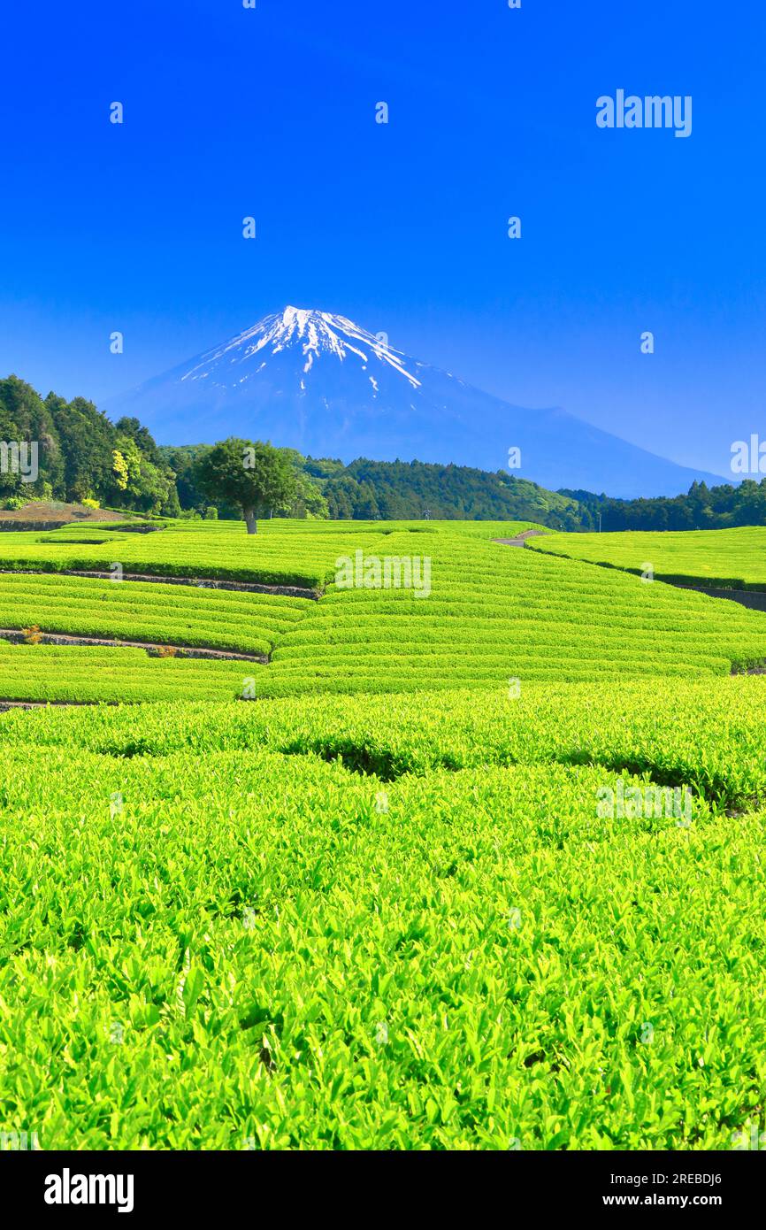 Green tea plantation and mount fuji hi-res stock photography and images ...