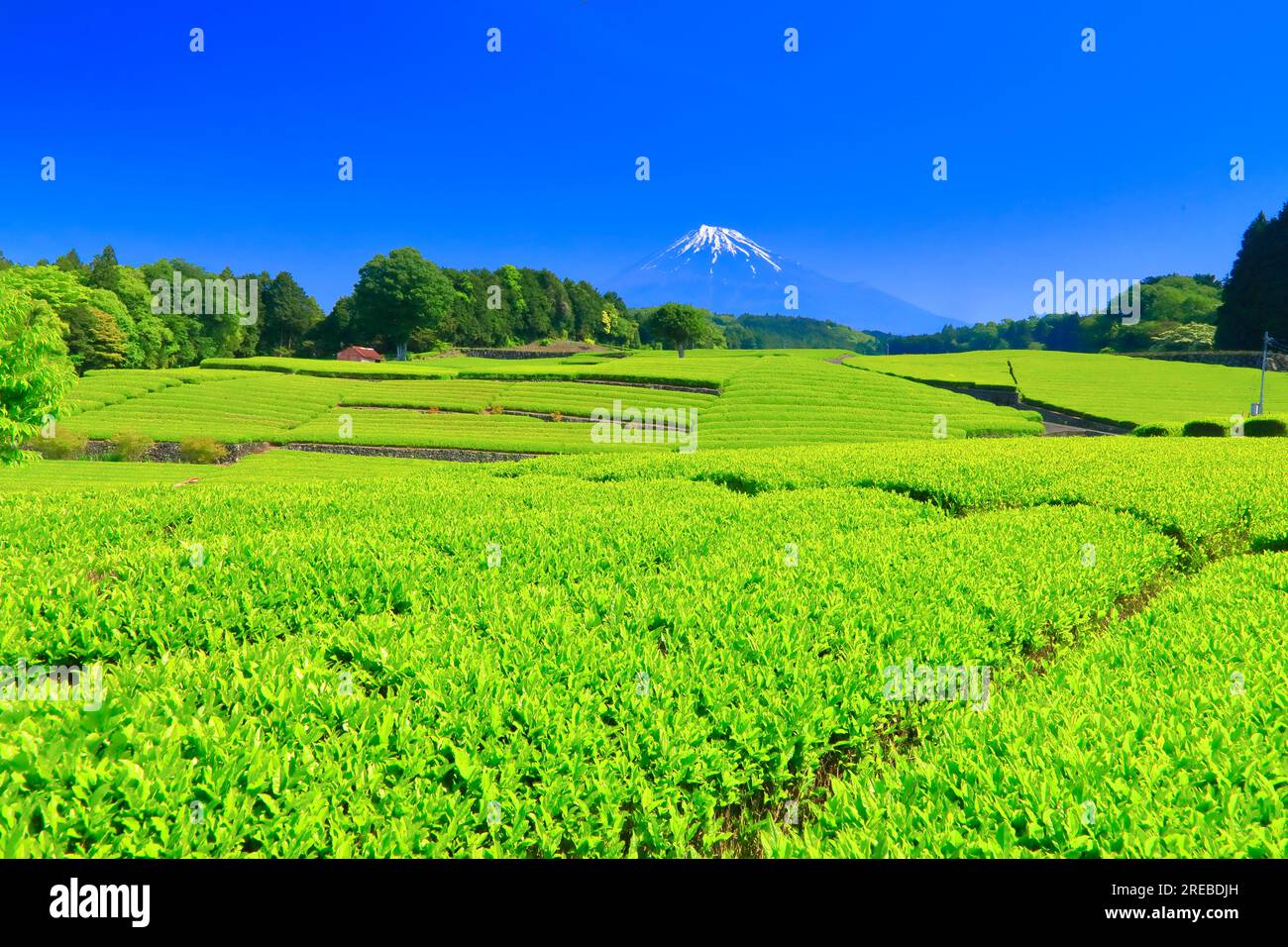 Tea plantation mt fuji shizuoka hi-res stock photography and images - Alamy