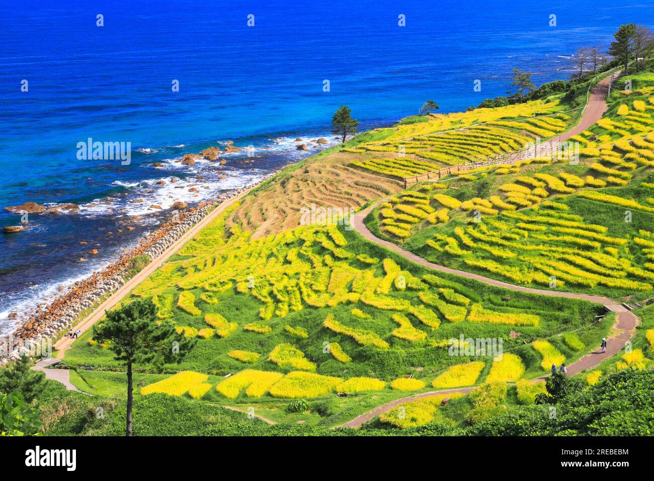 Autumn of white rice thousand Hirata Stock Photo - Alamy