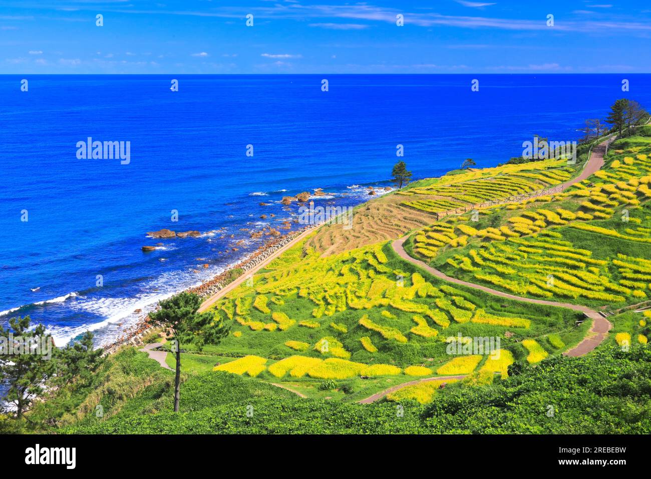 Autumn of white rice thousand Hirata Stock Photo - Alamy