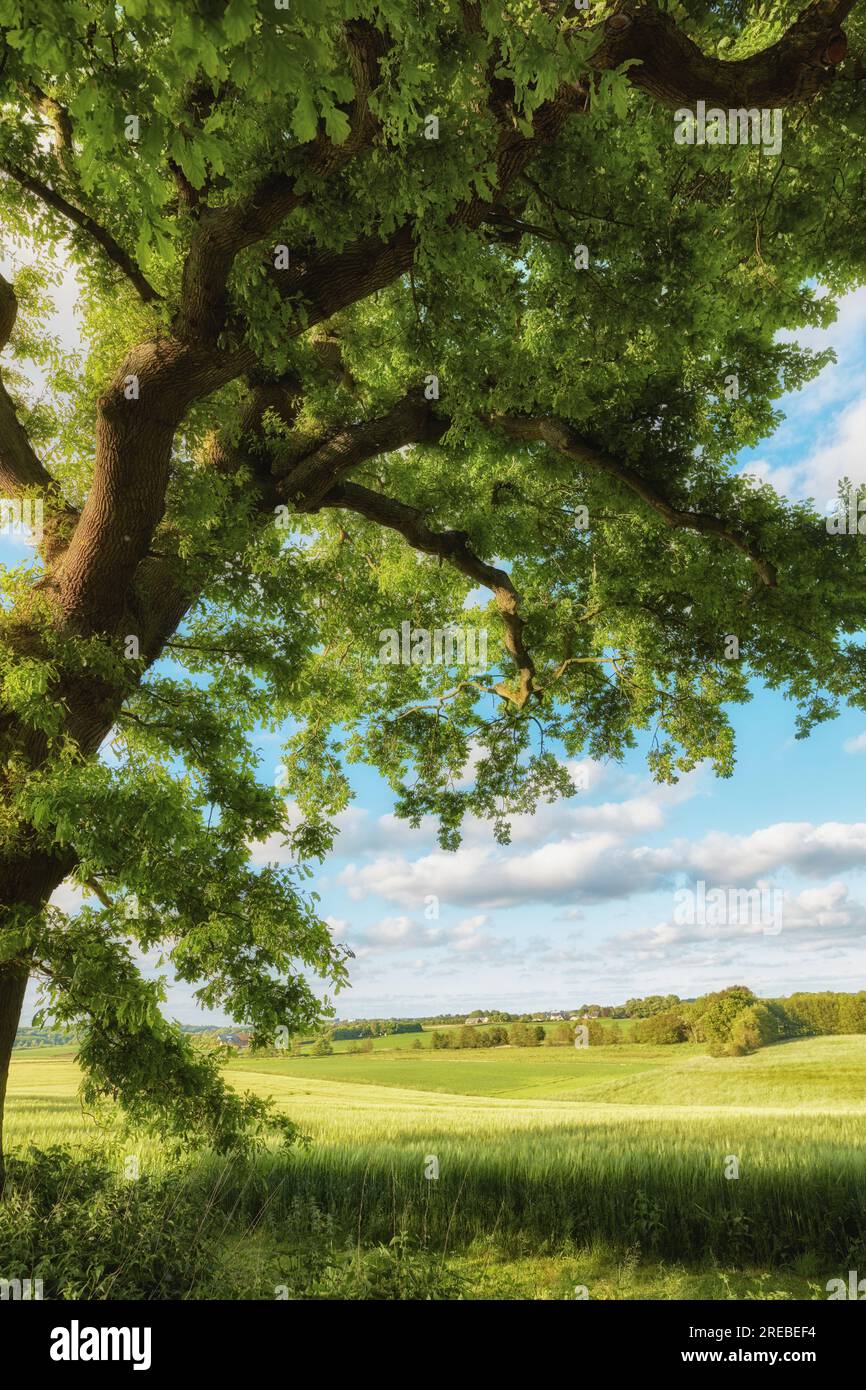 Denmark nature, countryside and environment. Nature in the Kingdom of ...