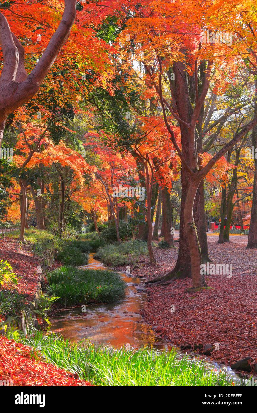 Shimogamo shrine with colored leaves Stock Photo - Alamy
