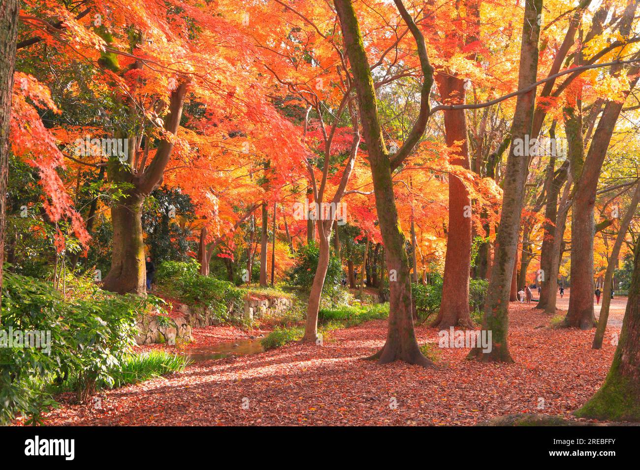 Shimogamo shrine with colored leaves Stock Photo - Alamy