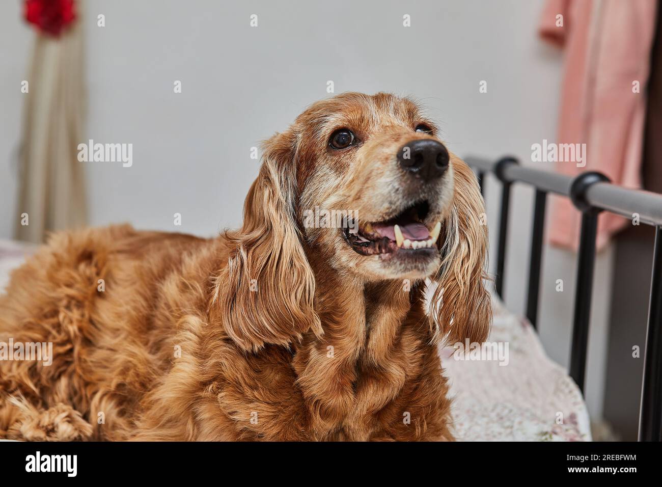 Cozy Canine Retreat, English Cocker Spaniel on the Bed Stock Photo - Alamy