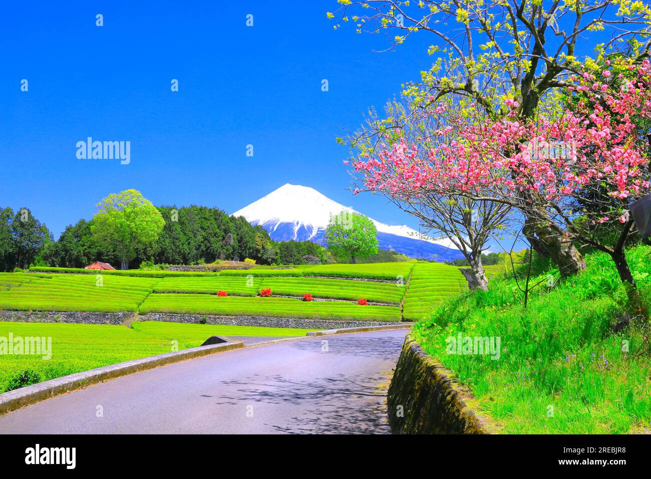 Fuji and Tea Field Stock Photo - Alamy