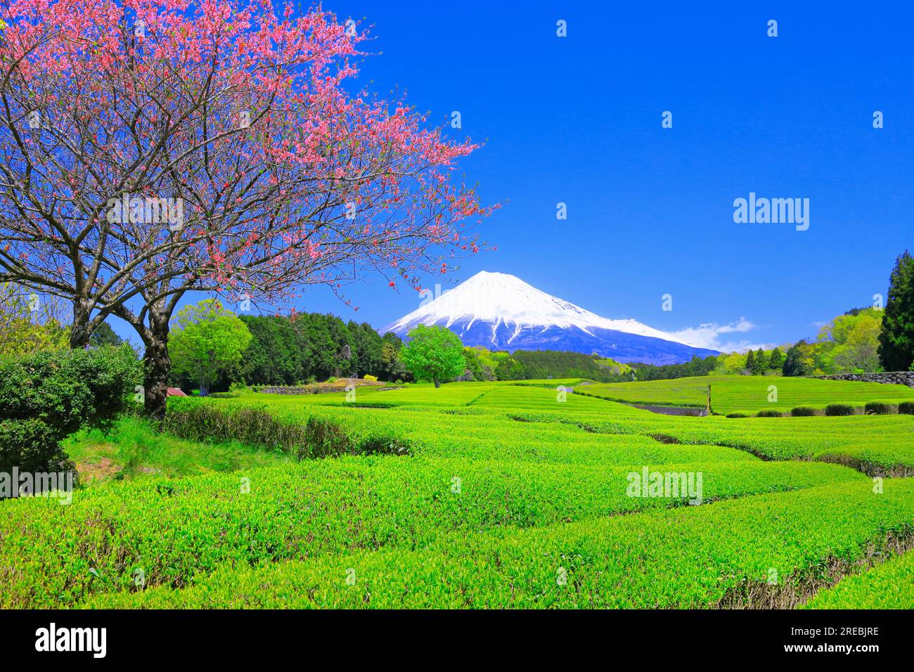Fuji and Tea Field Stock Photo - Alamy