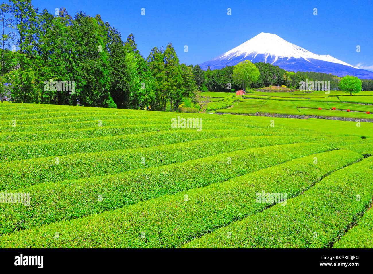 Fuji and Tea Field Stock Photo - Alamy