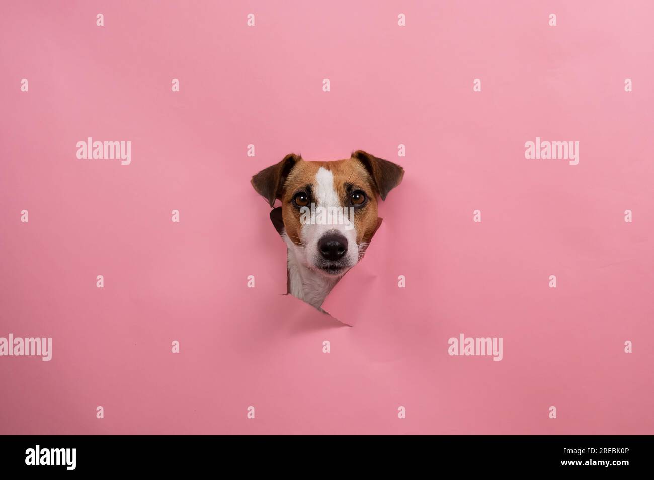Funny dog jack russell terrier tore pink paper background Stock Photo ...