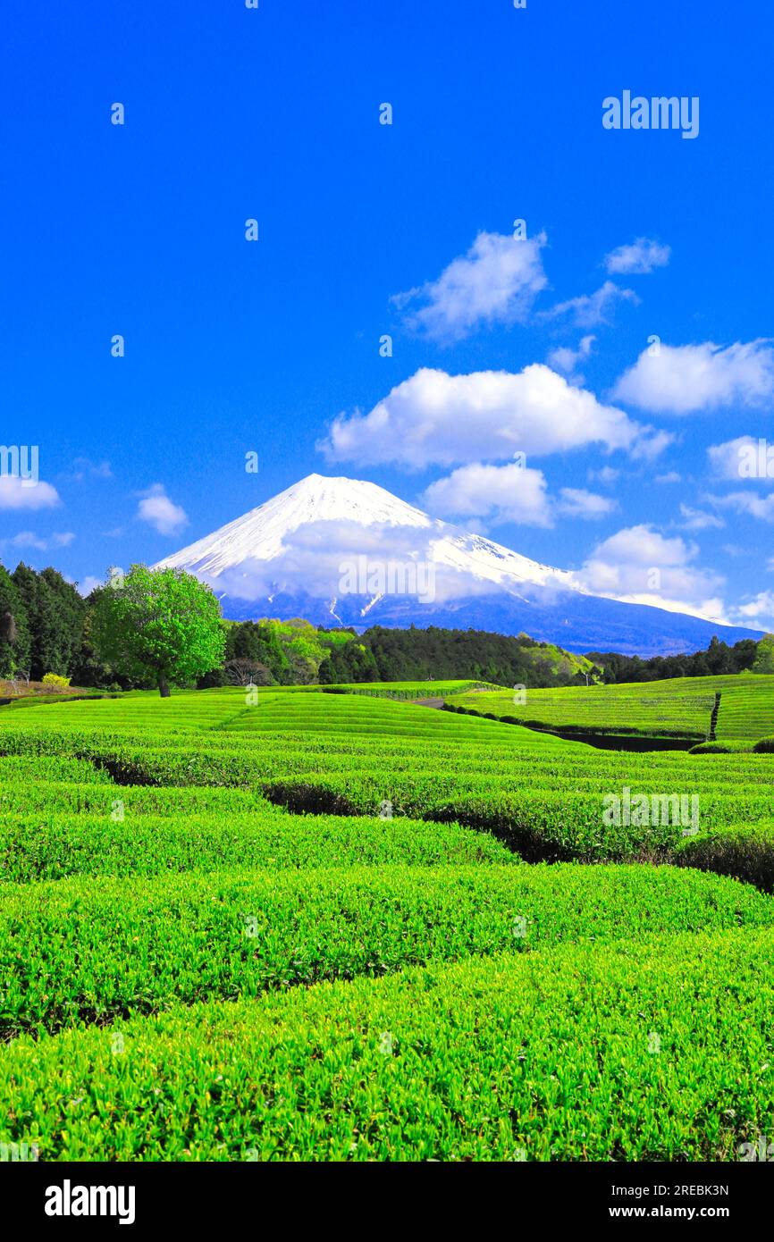 Tea Plantations and Mount Fuji Stock Photo - Alamy