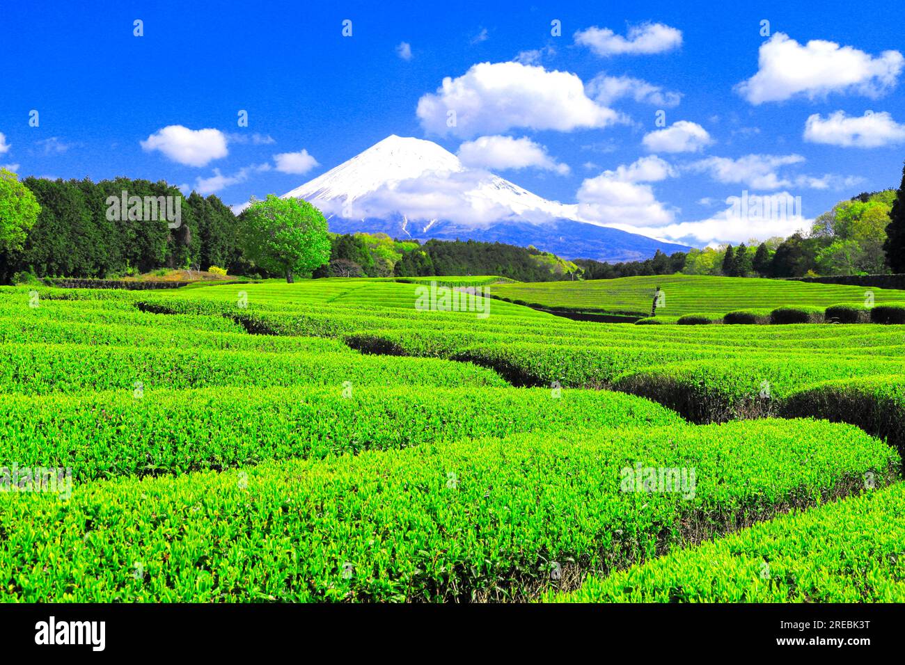Tea Plantations and Mount Fuji Stock Photo - Alamy
