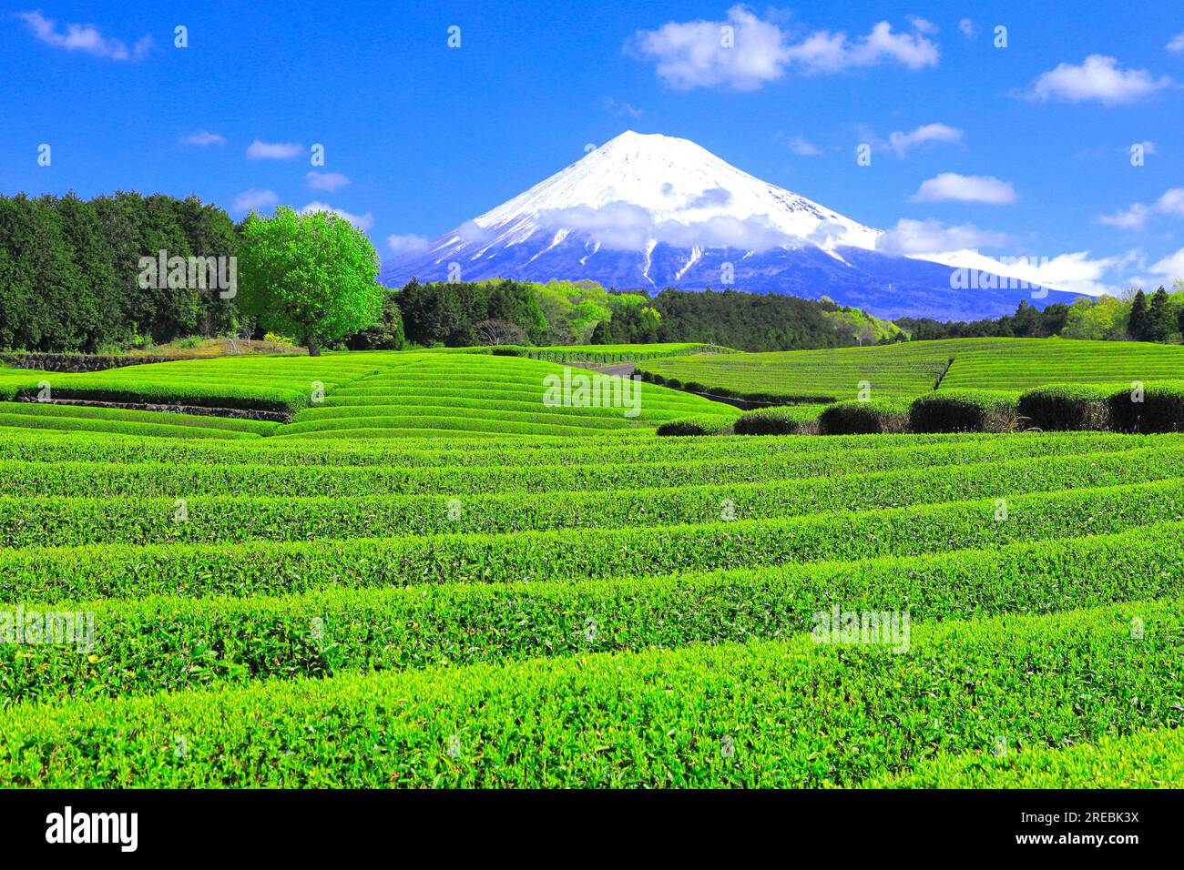Tea Plantations and Mount Fuji Stock Photo - Alamy