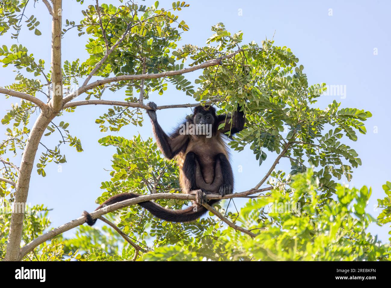 Costa rica guanacaste forest reserve hi-res stock photography and ...