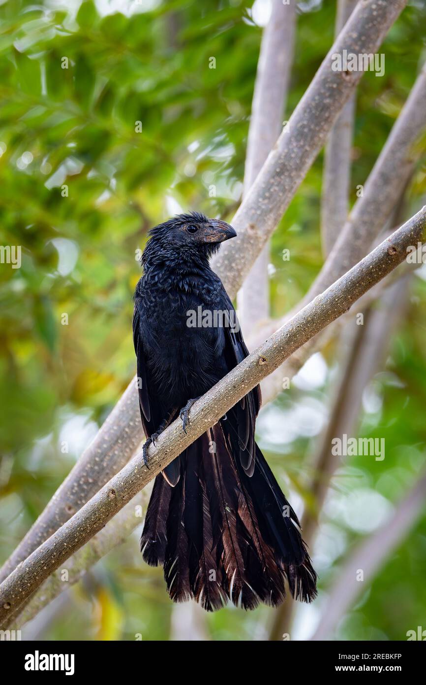 Black bird, groove-billed ani (Crotophaga sulcirostris), tropical bird ...