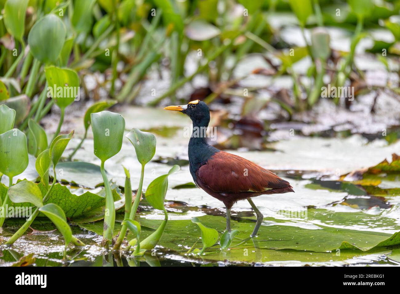 Bird Northern Jacana (Jacana spinosa), Rio Curu - An elegant wader bird ...
