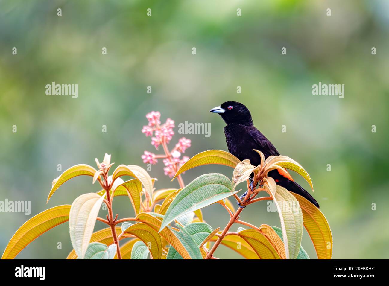 Black and red bird Scarlet-rumped tanager (Ramphocelus passerinii ...