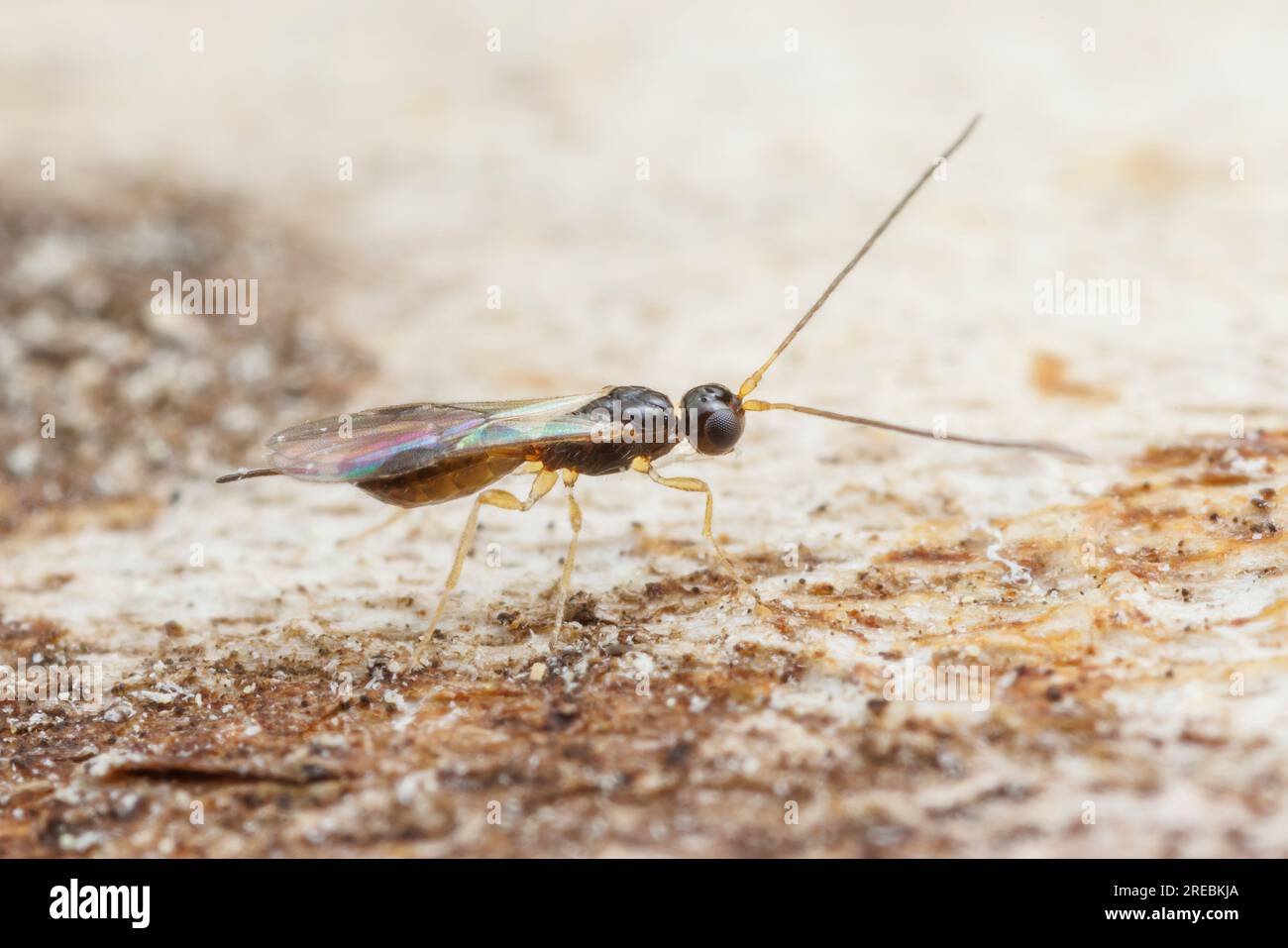 Braconid Wasp (Braconidae) - Female Stock Photo - Alamy