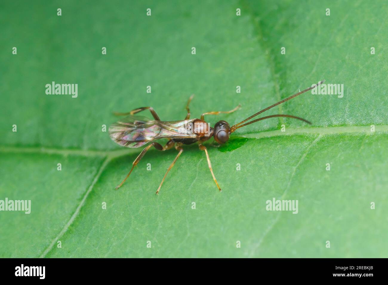 Braconid Wasp (Braconidae Stock Photo - Alamy