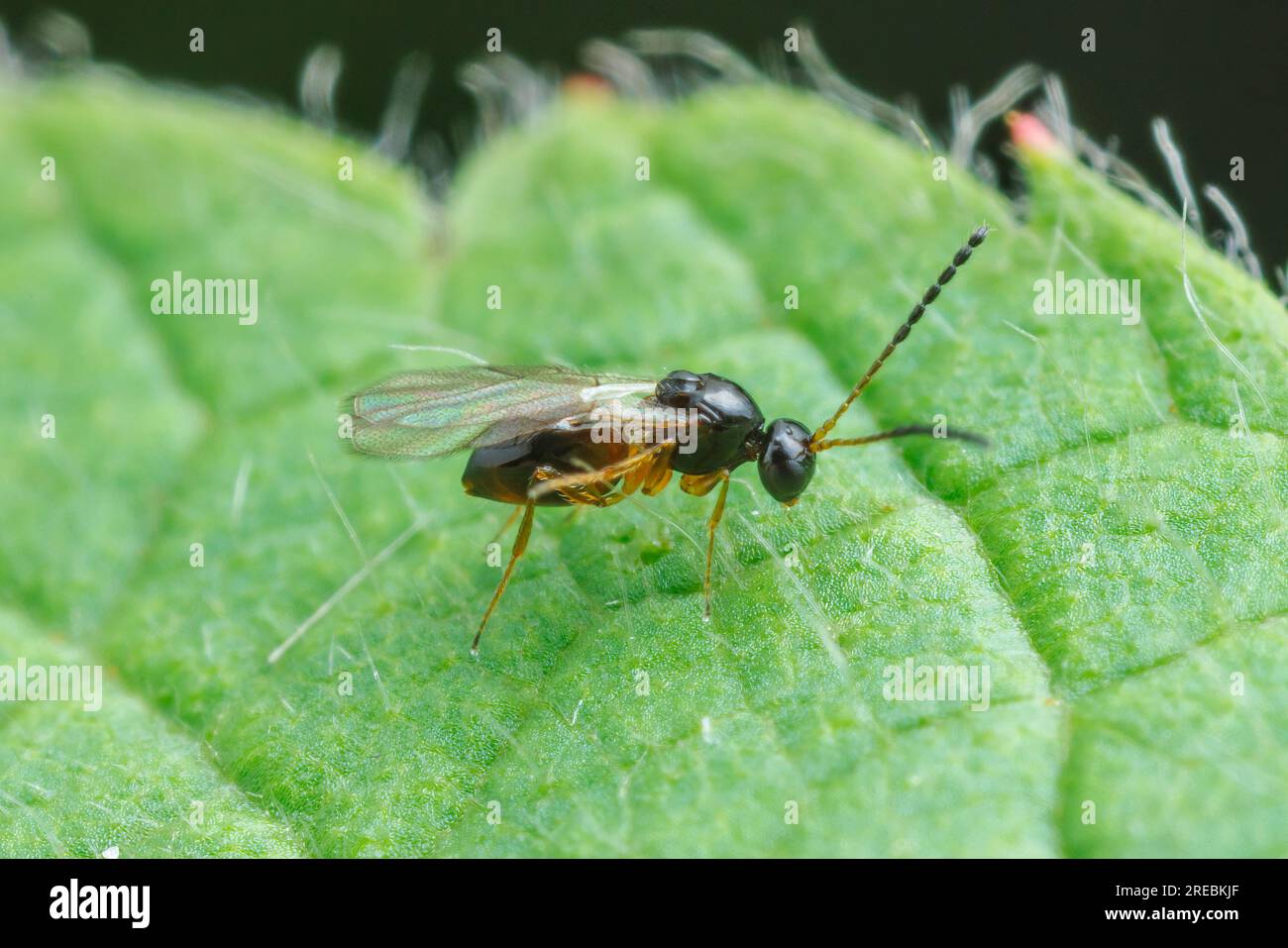 A figitid wasp (Eucoilinae), a primary koinobiont endoparasitoid ...