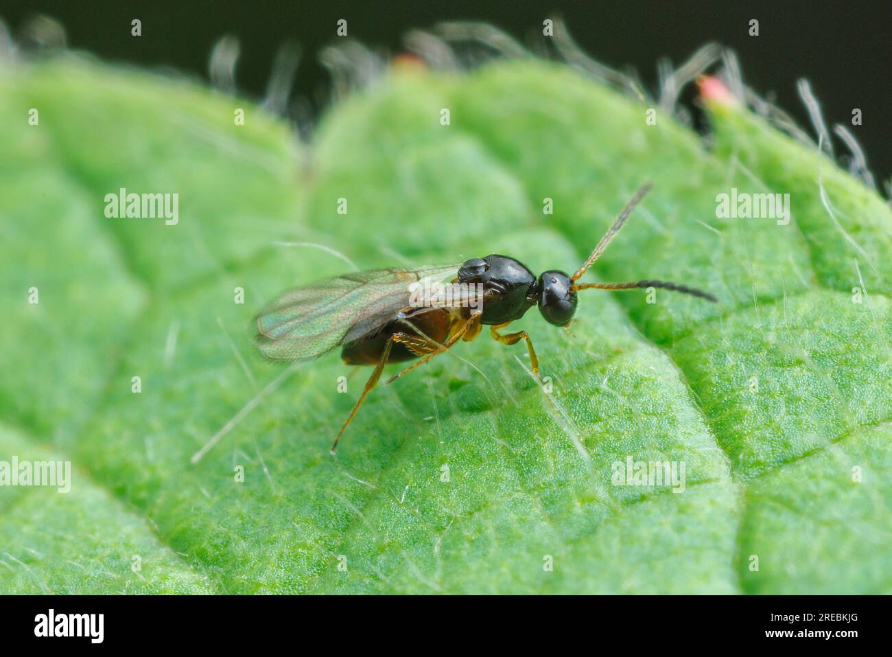 Fly parasite pupae hi-res stock photography and images - Alamy
