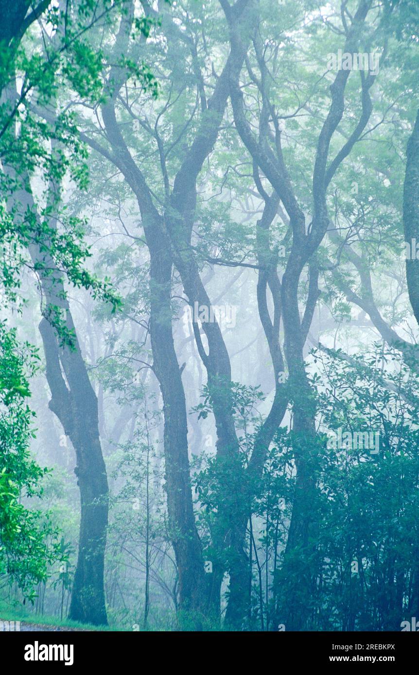 Native Koa trees ( acacia koa Stock Photo - Alamy