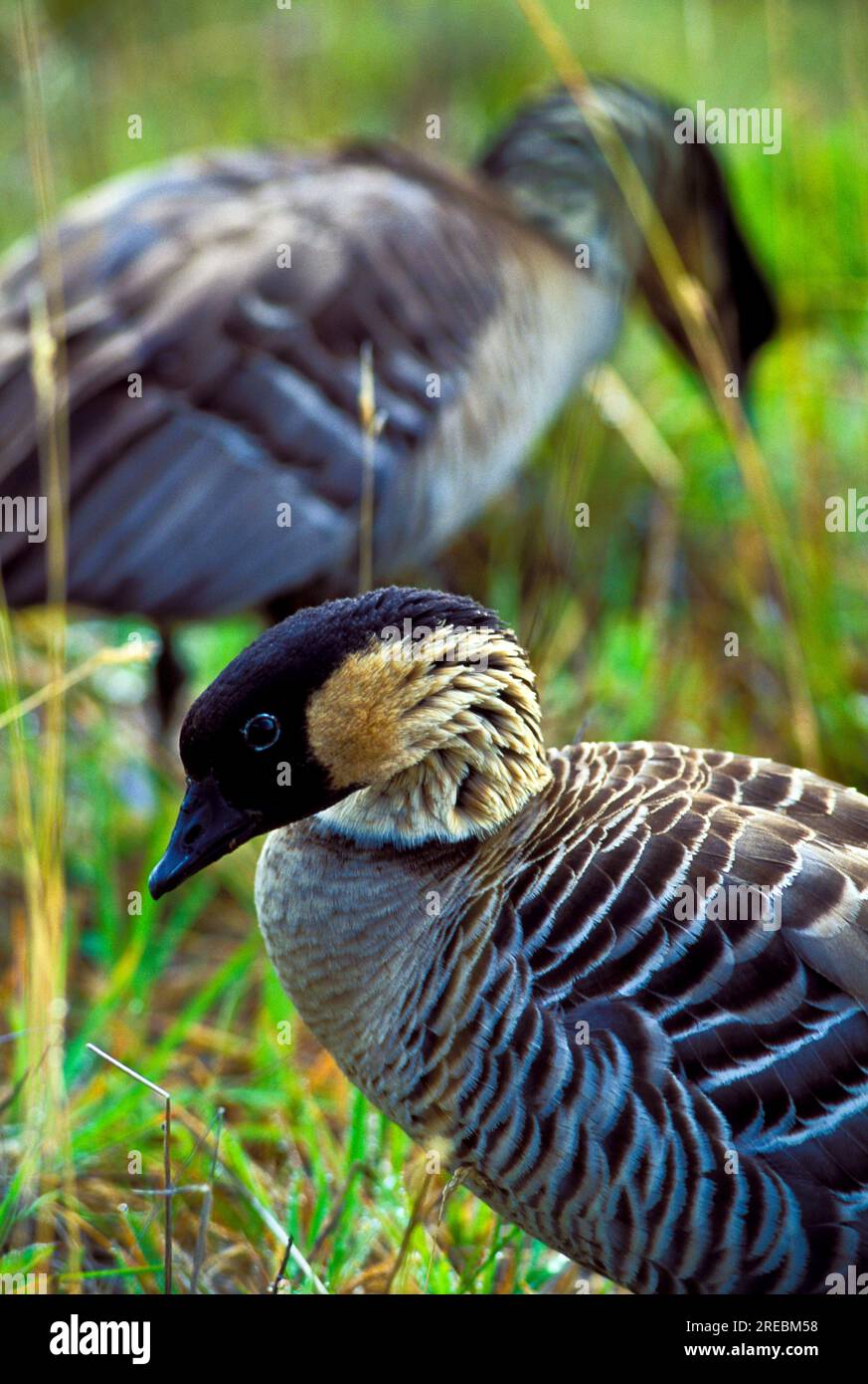 Hawaiian Flying Geese
