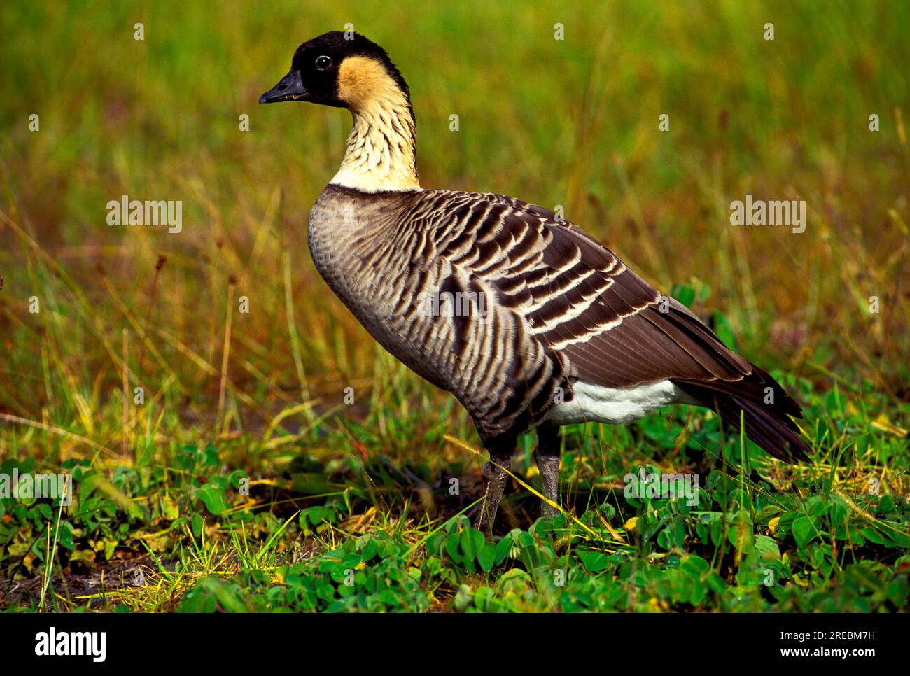 The Hawaii state bird, the nene goose at Haleakala National park, Maui ...