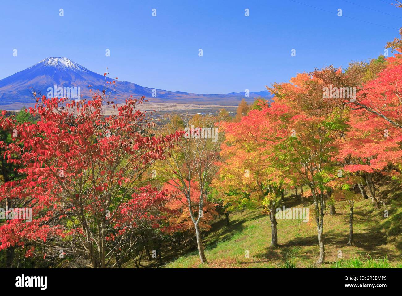 Turns red and yellow hi-res stock photography and images - Alamy