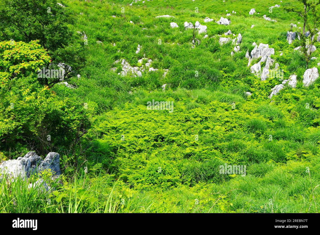 Doline in Akiyoshidai Stock Photo - Alamy
