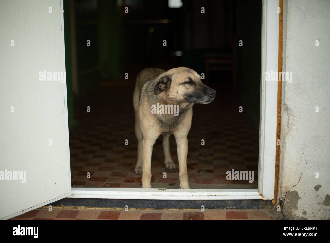 Dog without owner. Pet is waiting for food. Homeless animal. Details of ...