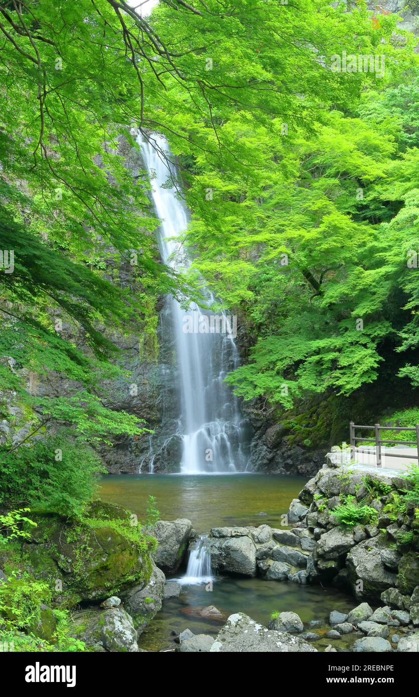 Minoh Falls in early summer Stock Photo - Alamy