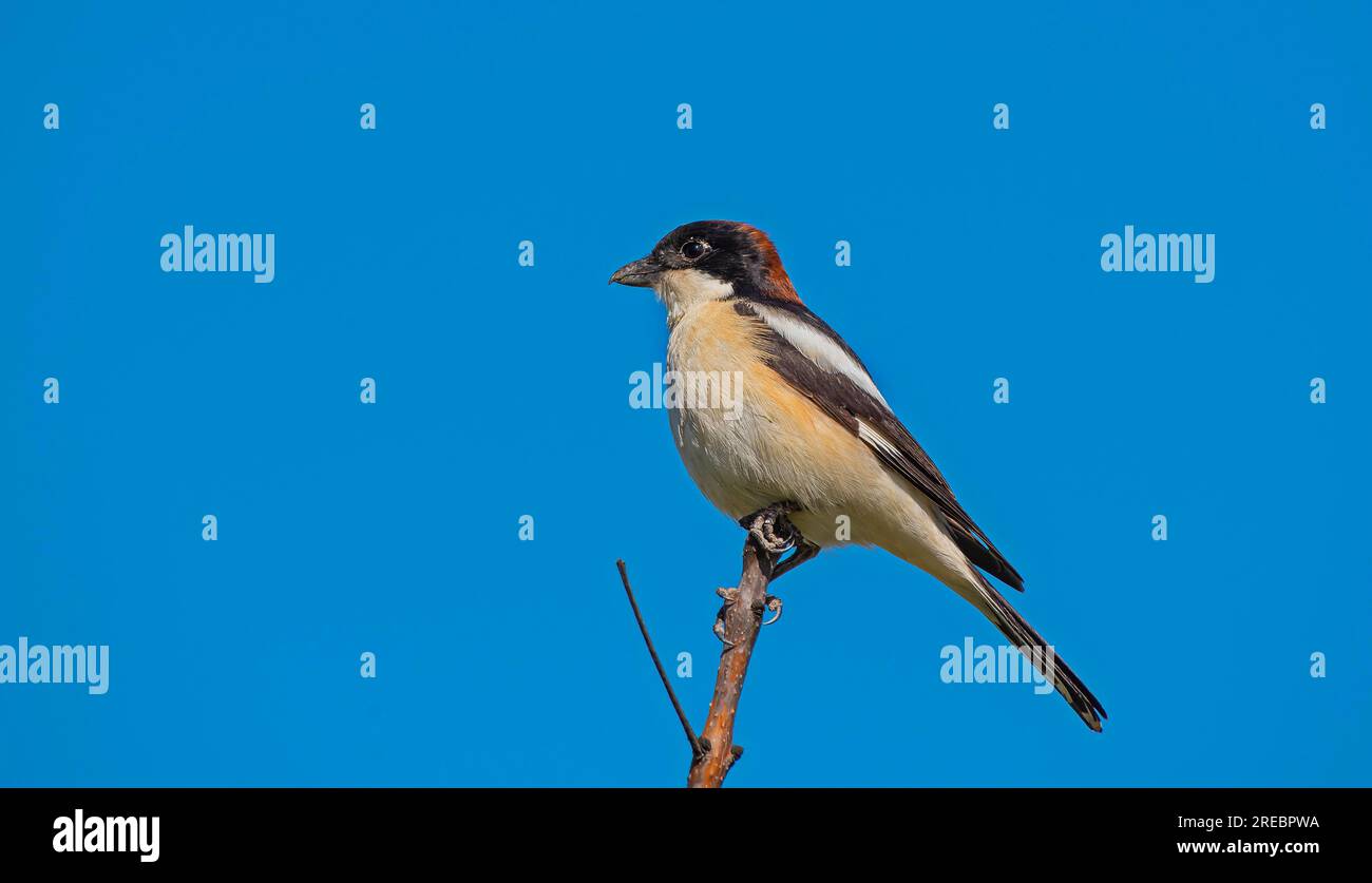 Carnivorous bird hi-res stock photography and images - Alamy