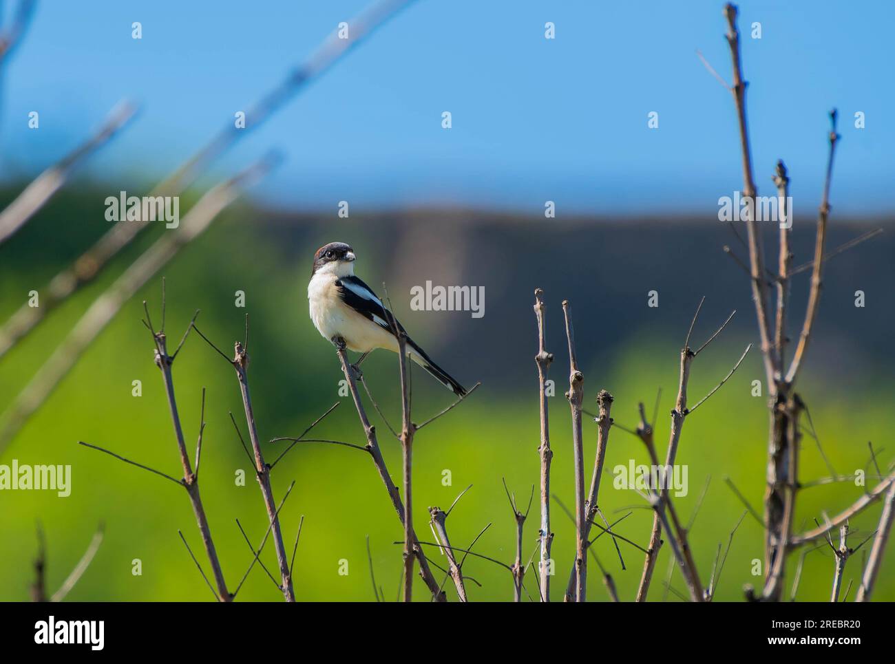 Carnivorous bird hi-res stock photography and images - Alamy