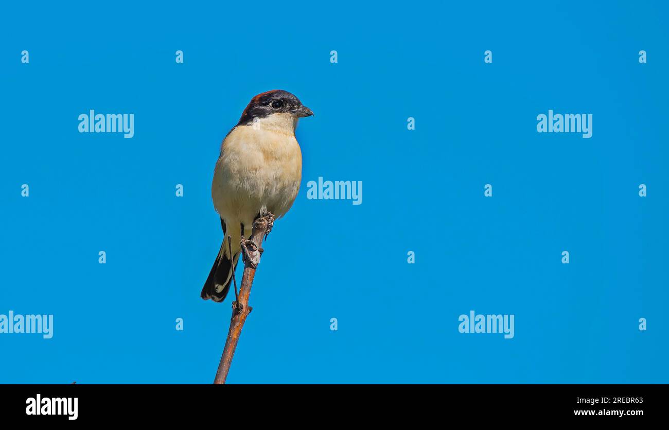 Carnivorous bird hi-res stock photography and images - Alamy