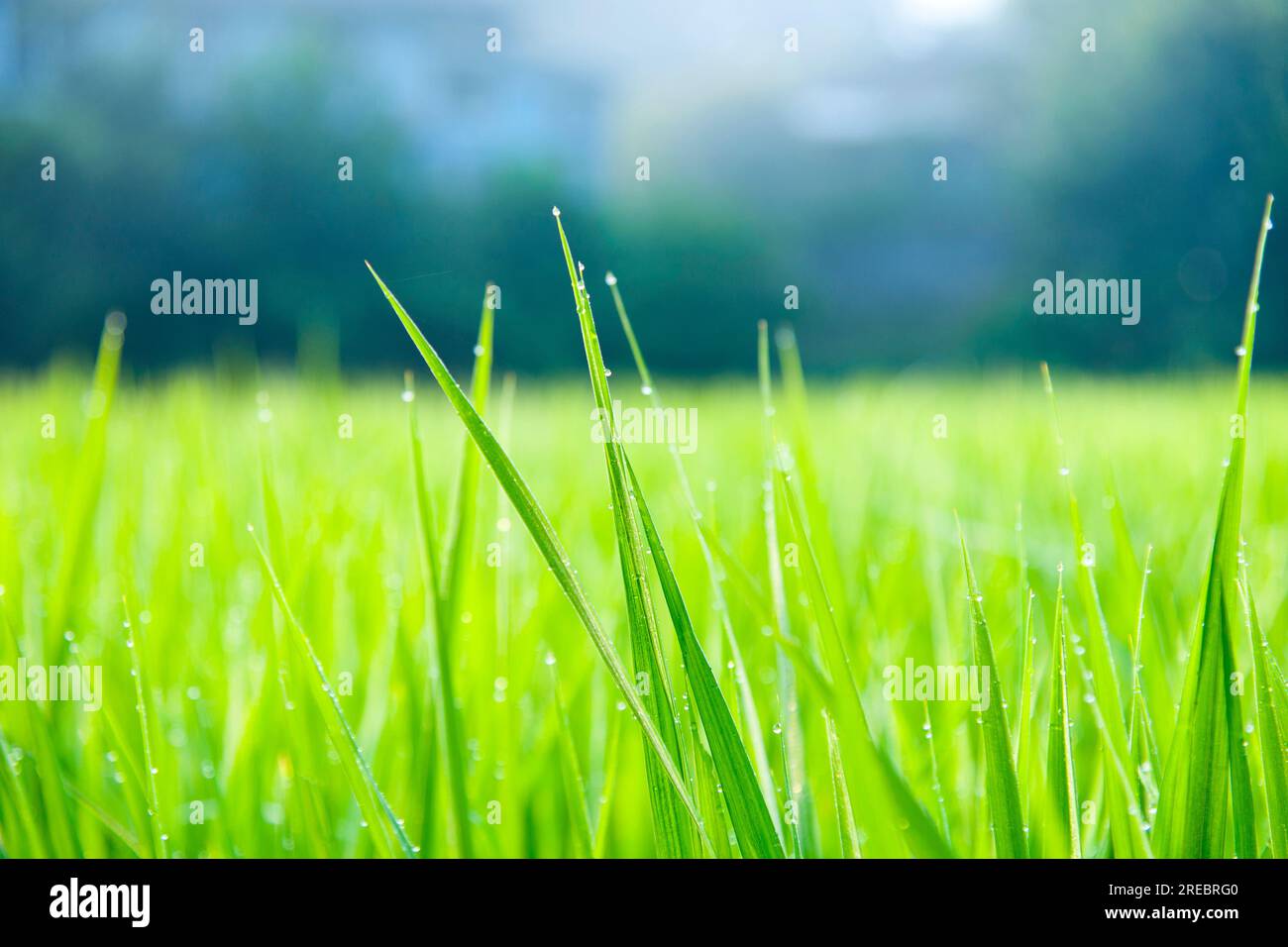 Countryside dew hi-res stock photography and images - Alamy
