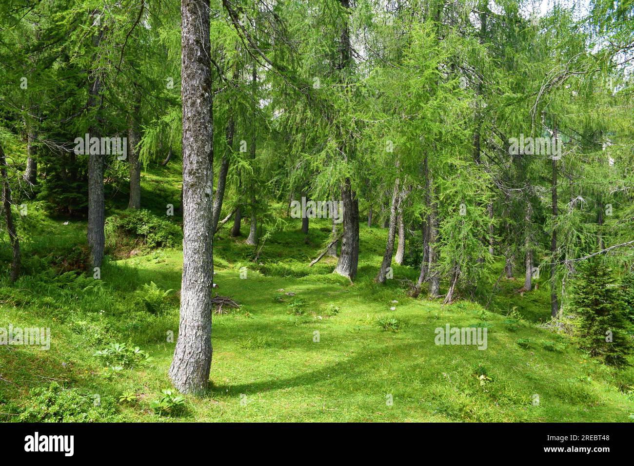 Alpine larch (Larix decidua) forest Stock Photo - Alamy
