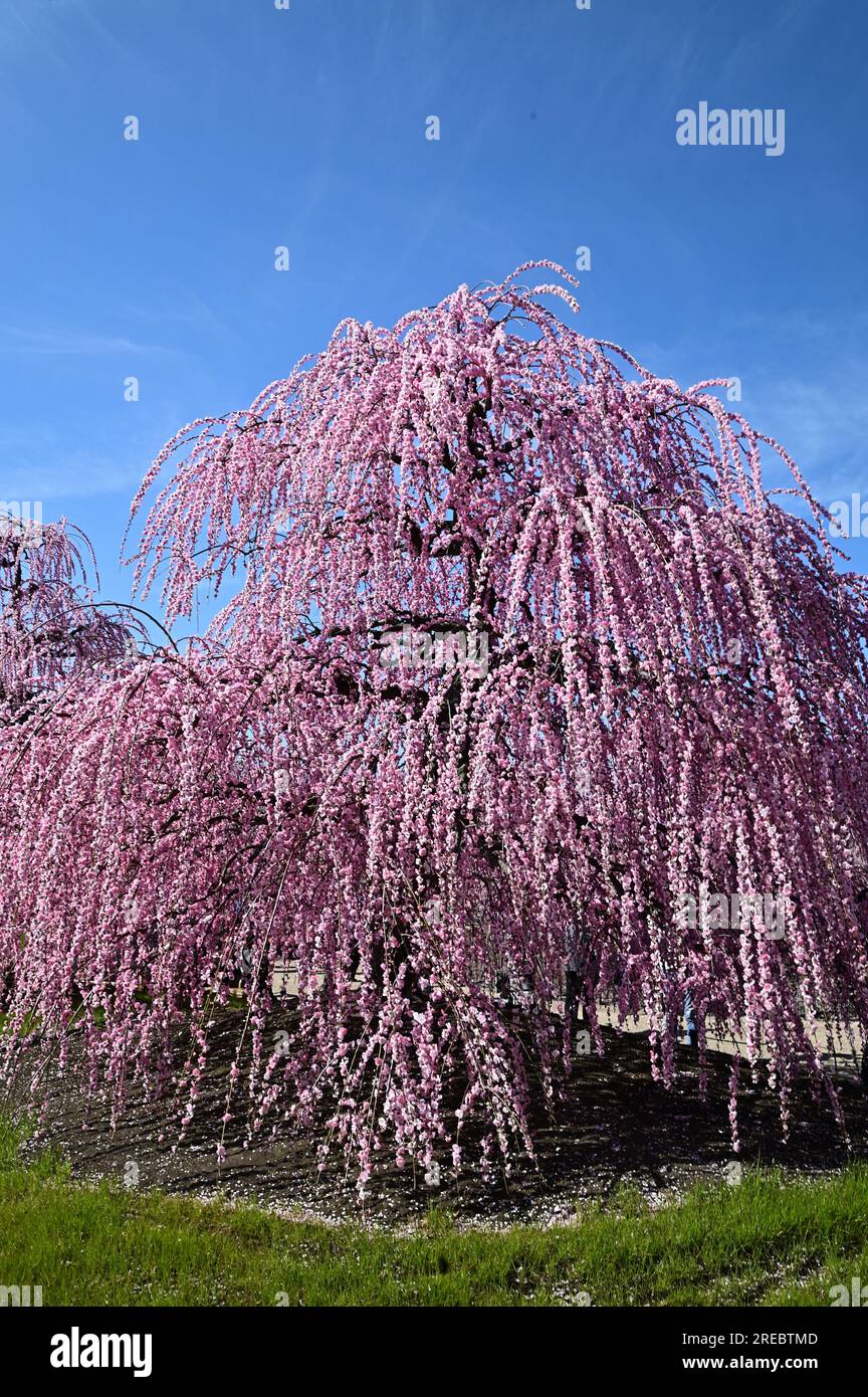 Plum grove hi-res stock photography and images - Alamy